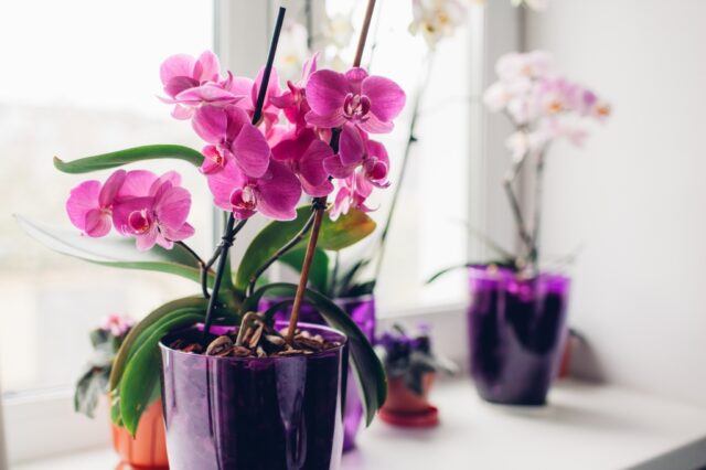 Hoe een orchidee verzorgen? | Ik woon fijn